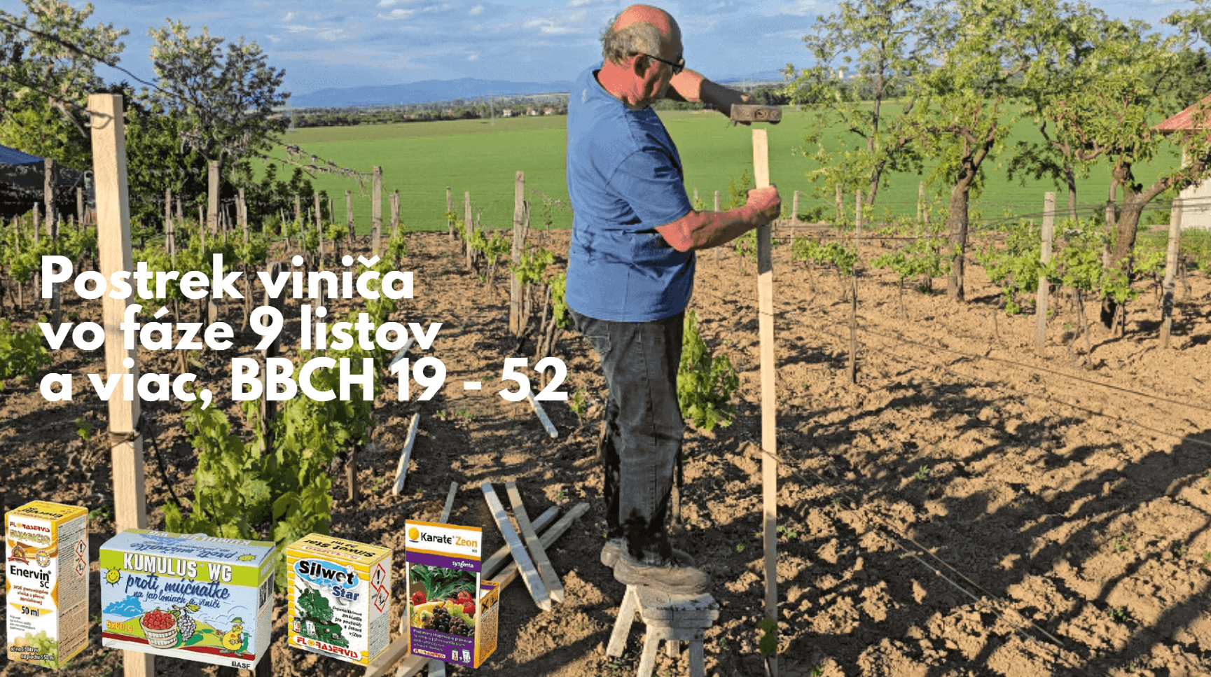 Postrek viniča vo fáze 9 listov a viac, BBCH 19 - 52 - vinoavinarstvo.sk
